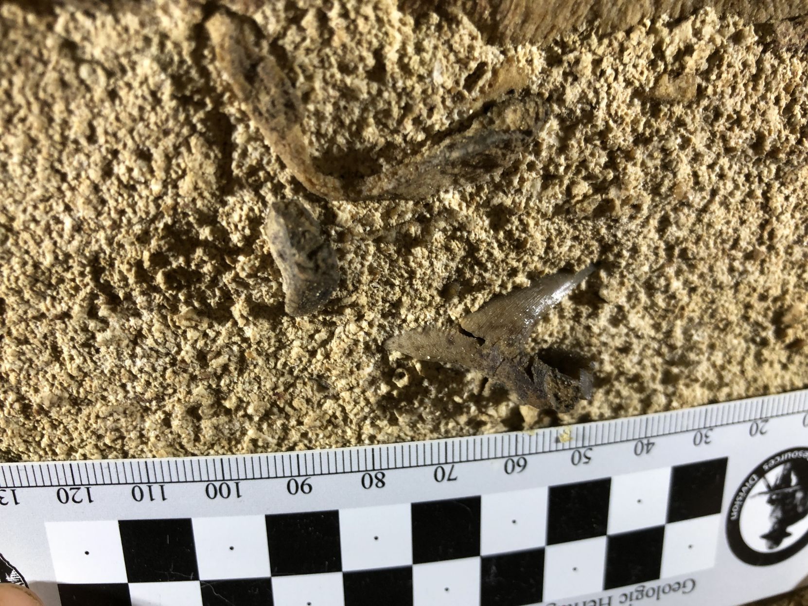 Ancient shark fossils found during Mammoth Cave exploration | Bowling ...