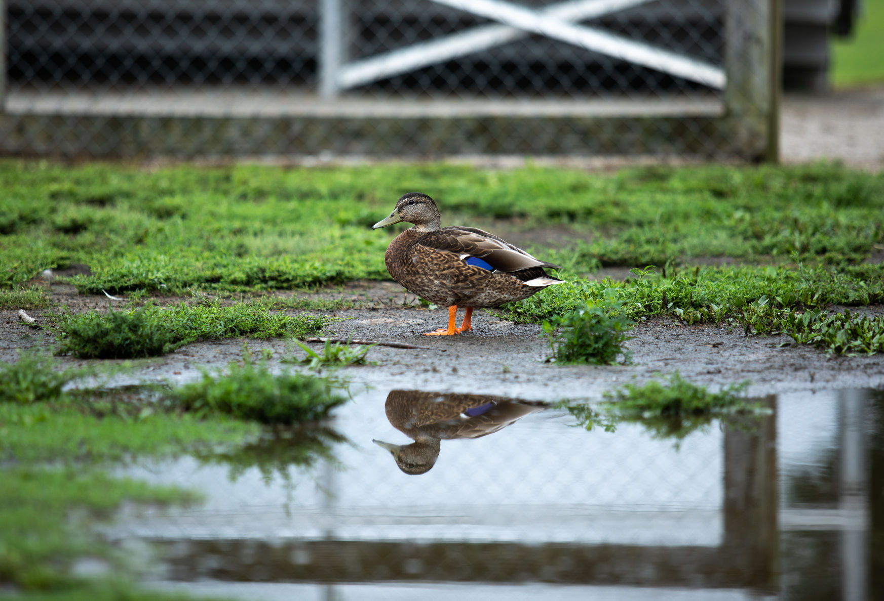 County to address bird overpopulation at Griffin Park | Bowling Green ...