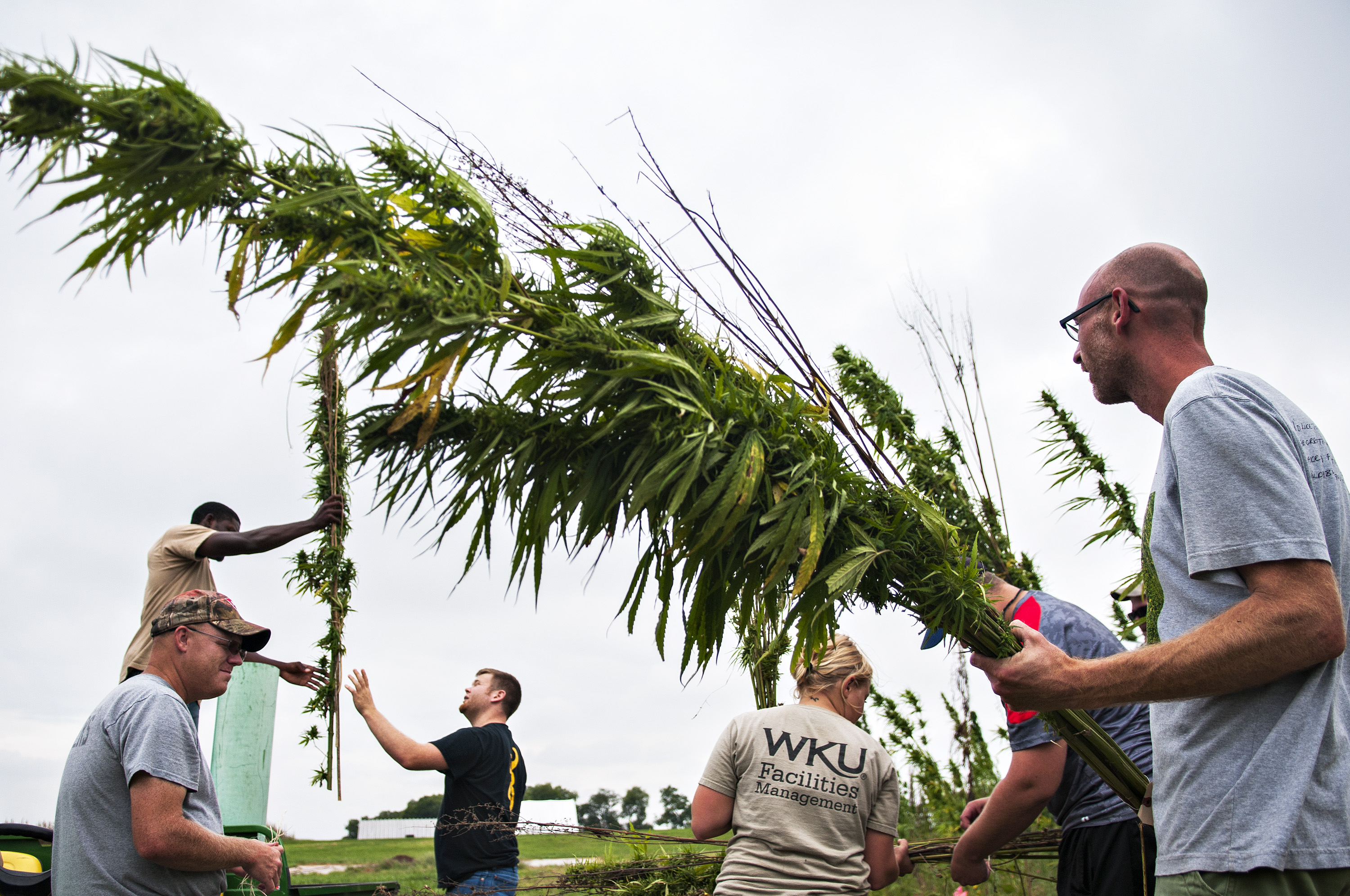First BG hemp crop in recent history cut today | Bowling Green Daily News